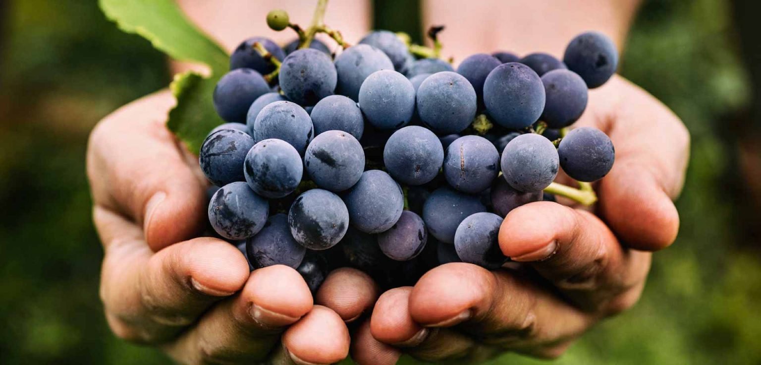 Merlot Wine Guide: Flavour, Regions & Best Food Pairings