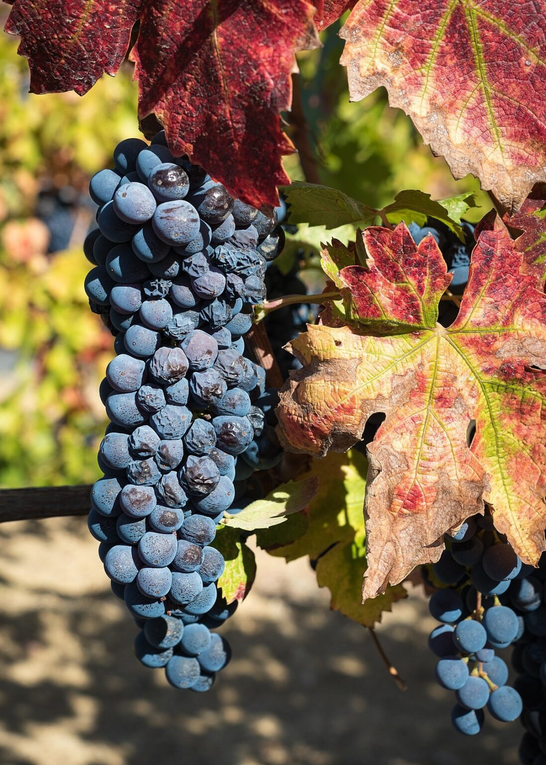 Zinfandel: All You Need To Know About This Wine Grape Variety Sonal ...
